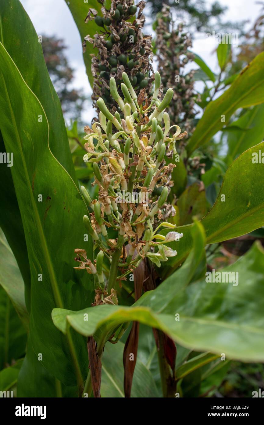 Flowerpatterns hi-res stock photography and images - Alamy