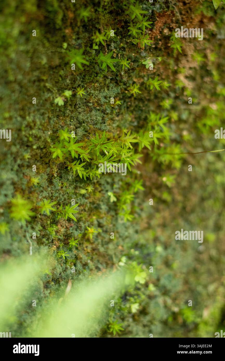 Lush green forest floor hi-res stock photography and images - Alamy