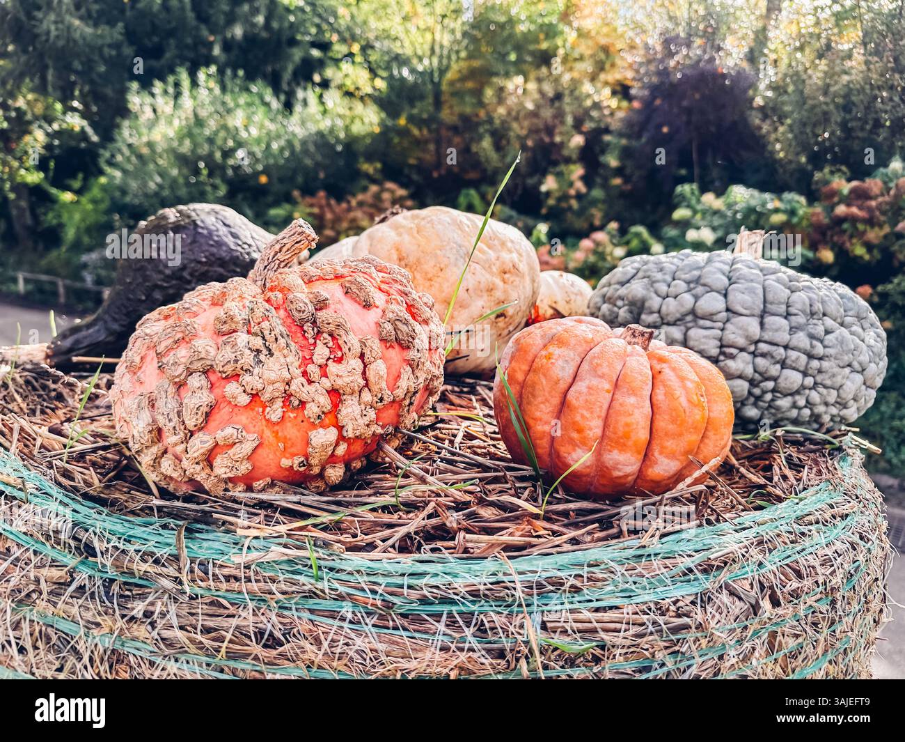 More misshapen hi-res stock photography and images - Alamy