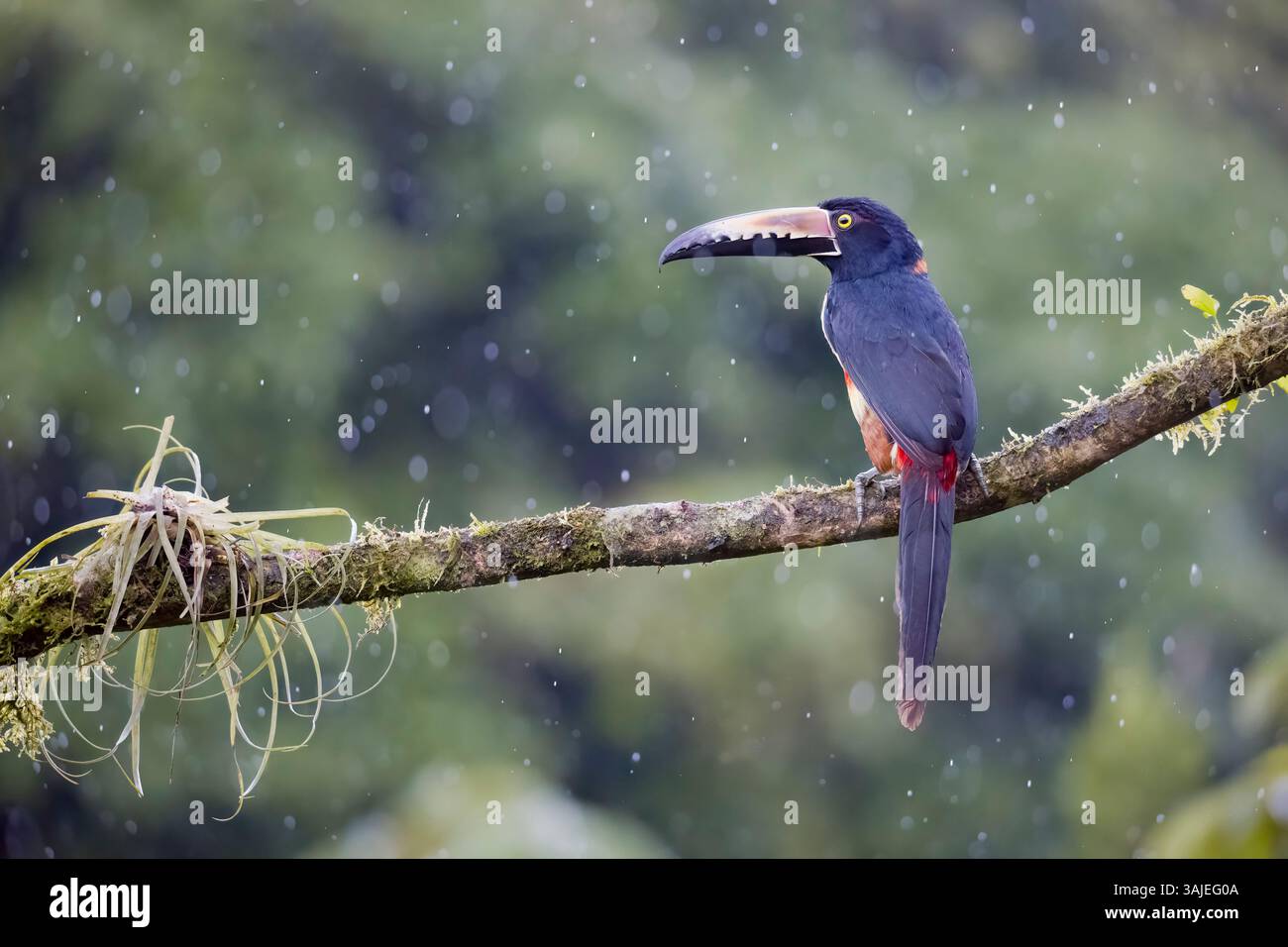 Collared Aracari in the rain in Costa Rica Stock Photo - Alamy