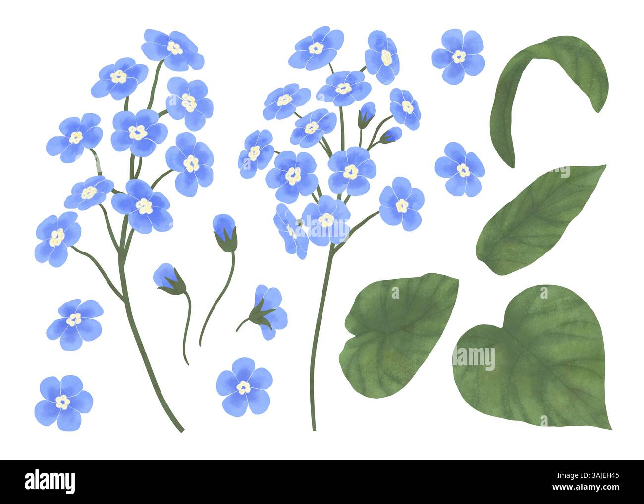 Branches and leaves of forget-me-not flowers, handmade digital ...