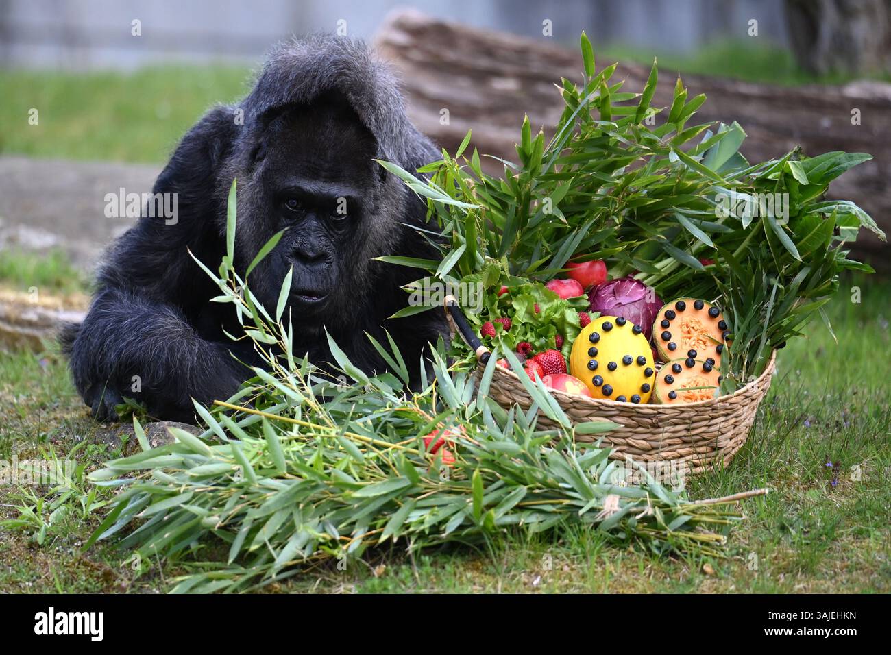 10 April 2025, Berlin: Treats in a basket stand next to gorilla Fatou ...