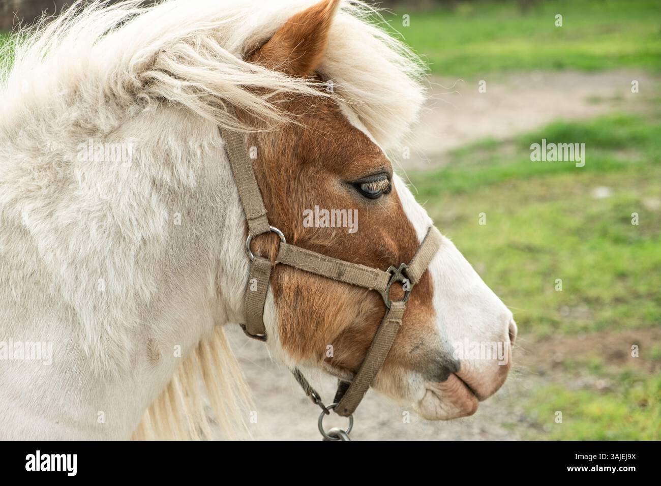 Cute young white pony in the countryside in spring, large portrait ...