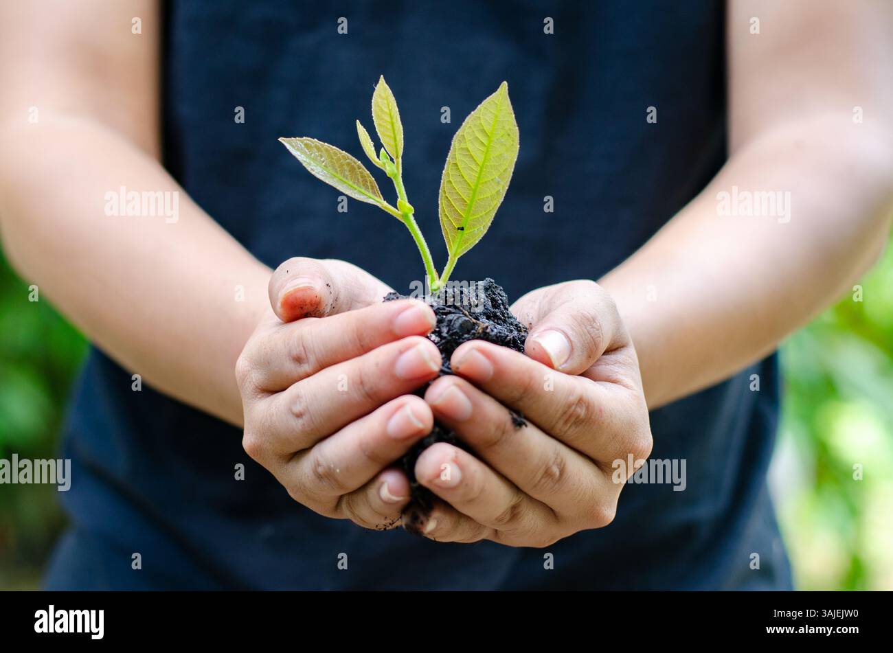 In the hands of trees growing seedlings. Bokeh green Background Female ...