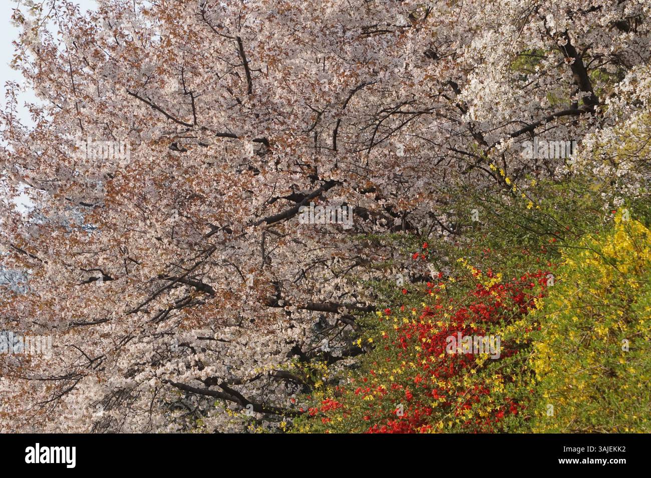 Yellow forsythia, white, pink cherry blossom, and red azalea flowers ...