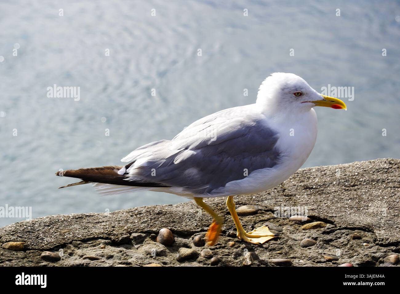 Seagull Walking on the Shoreline of the Ocean with Calm Waves and Clear ...