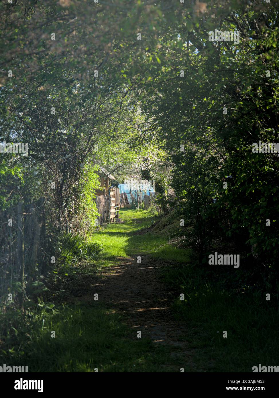 Narrow dirt path surrounded by trees leading to garden sheds Stock ...