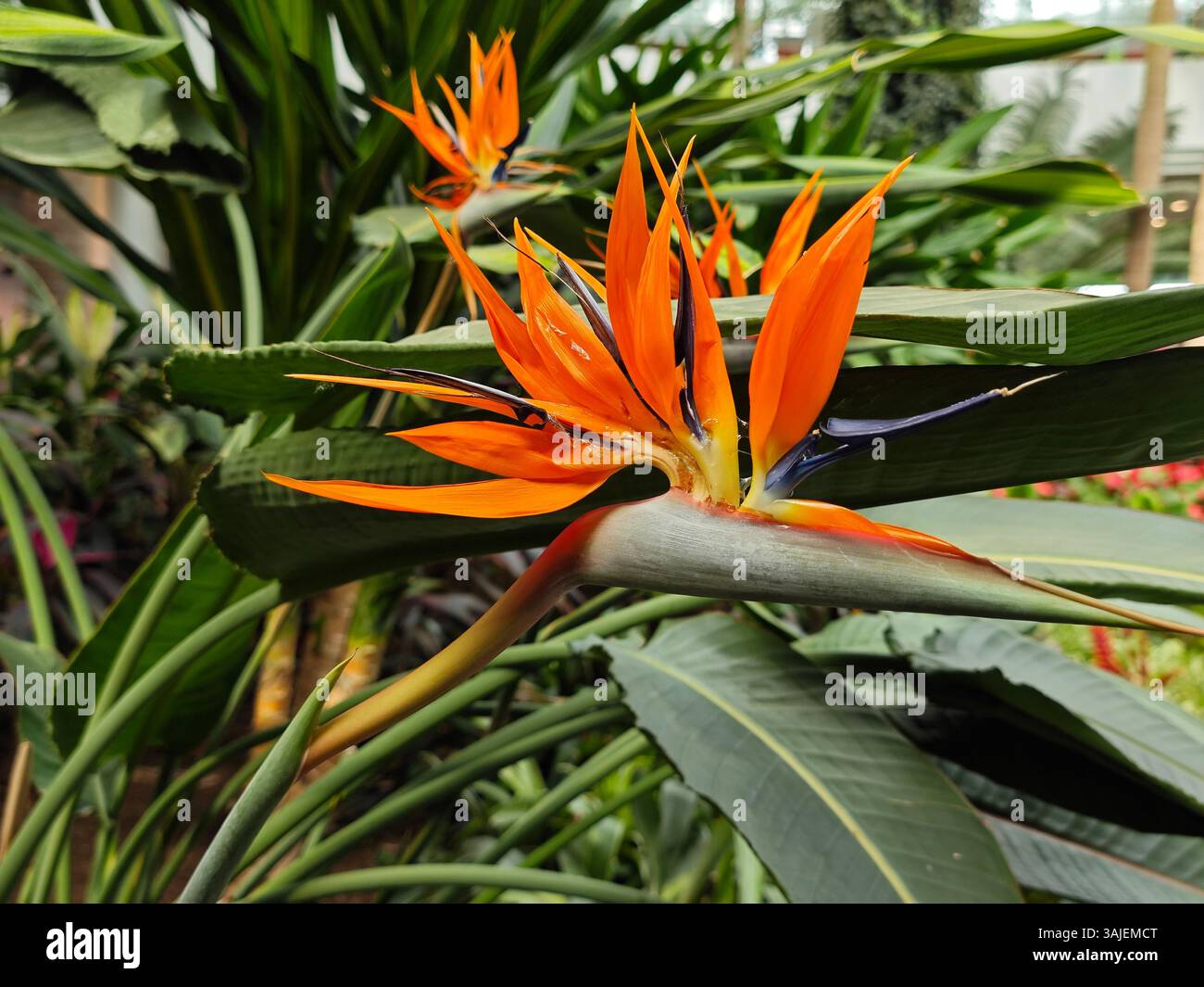 a colorful crane flower blossoms like a bird in the garden Stock Photo ...