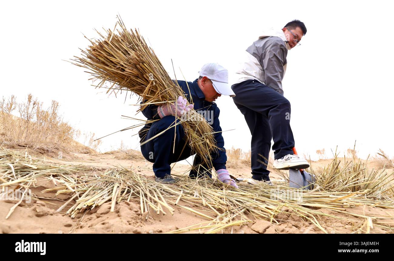 ZHANGYE, CHINA - APRIL 11, 2025 - Volunteers build a sand-blocking net ...
