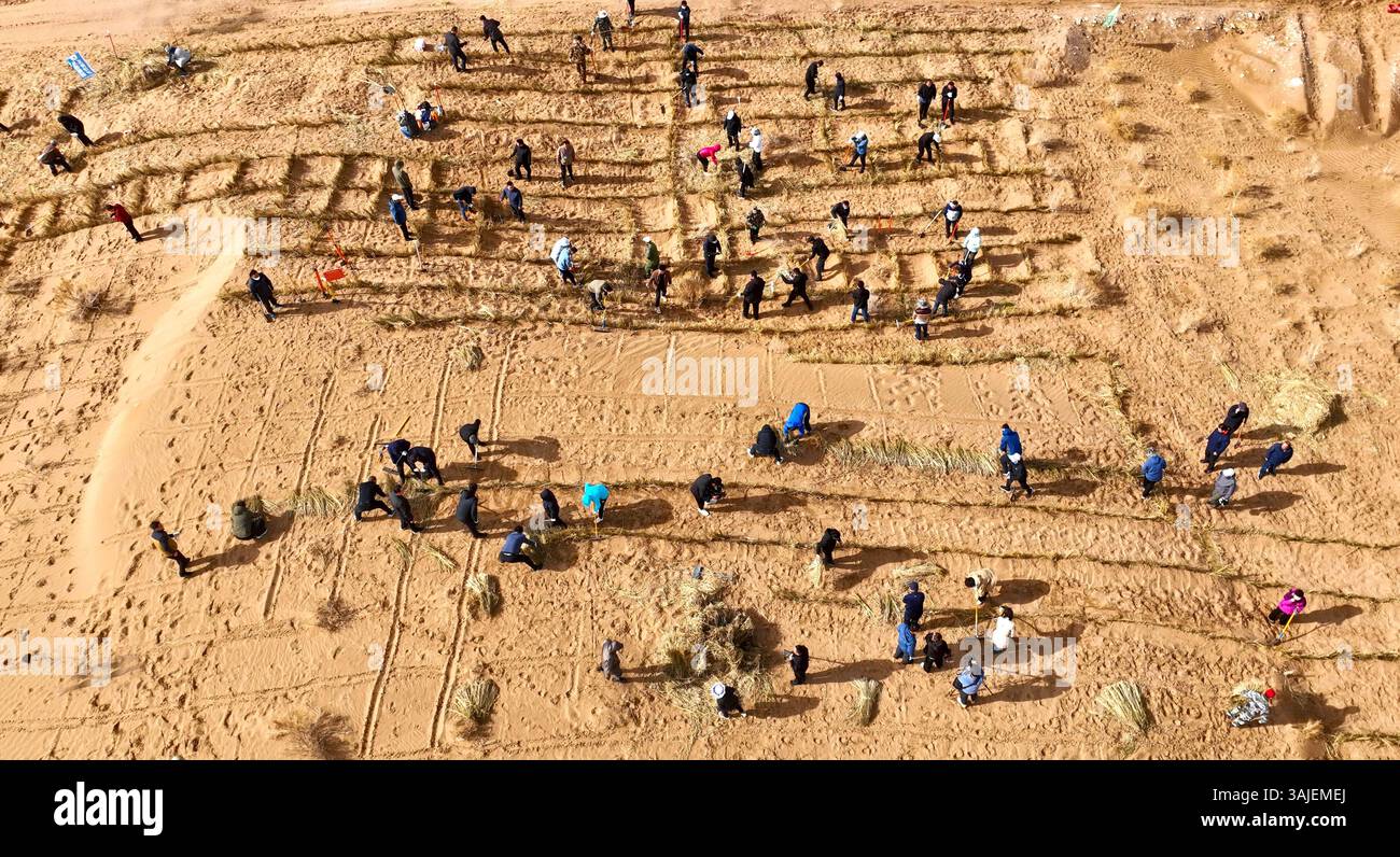 ZHANGYE, CHINA - APRIL 11, 2025 - Volunteers build a sand-blocking net ...