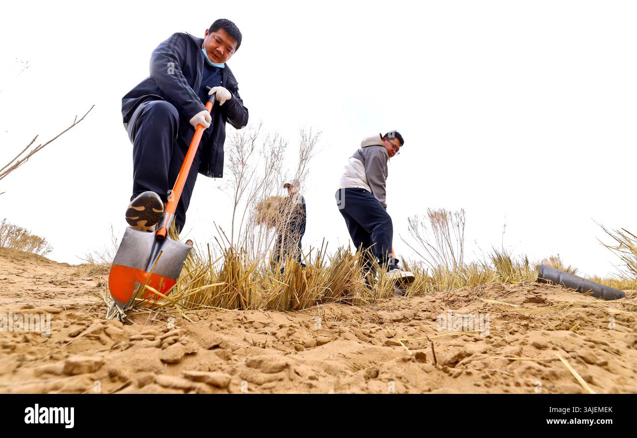 ZHANGYE, CHINA - APRIL 11, 2025 - Volunteers build a sand-blocking net ...