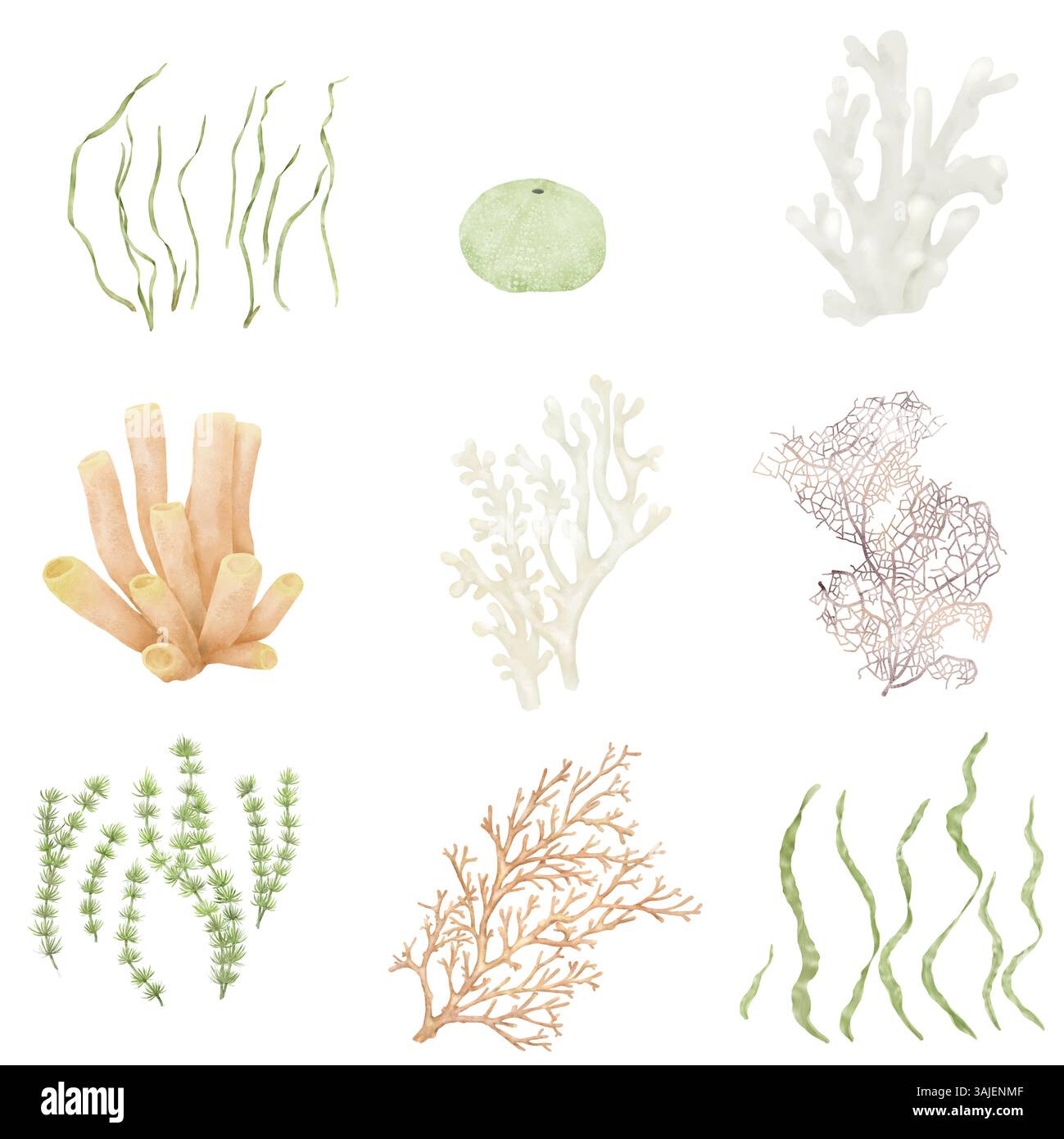 Coral twigs and green wavy algae in the set. Watercolor illustration ...