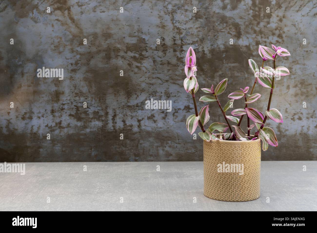 Pink Tradescantia Nanouk Plant in Ceramic Decorative Pot Stock Photo ...