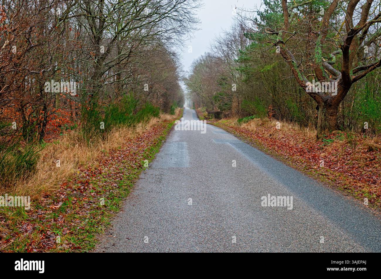 Peaceful country road stretches under hi-res stock photography and ...