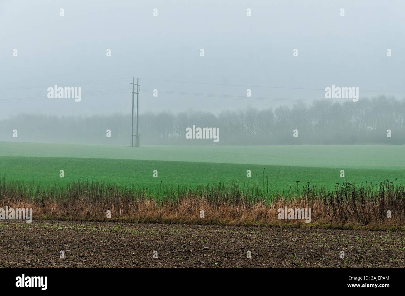 Lush green fields stretch into the distance, shrouded in fog, with ...