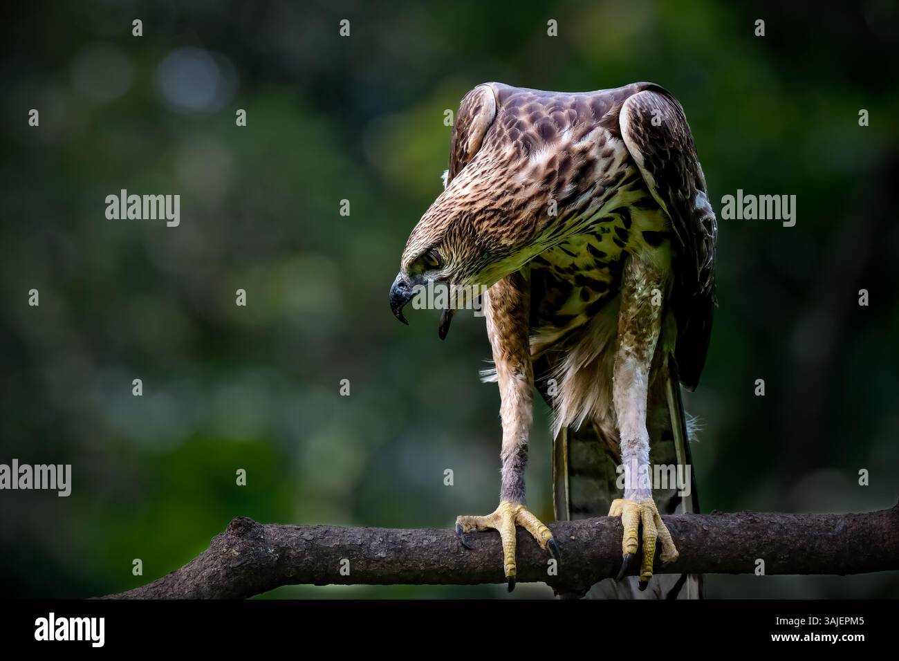 Changeable Hawk-Eagle or Nisaetus cirrhatus Stock Photo - Alamy