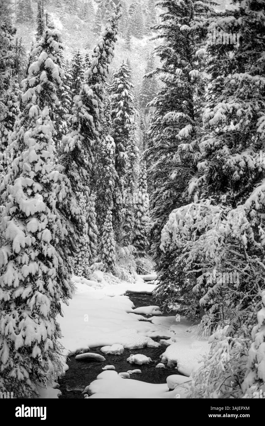 Aspen colorado winter snow trees hi-res stock photography and images ...