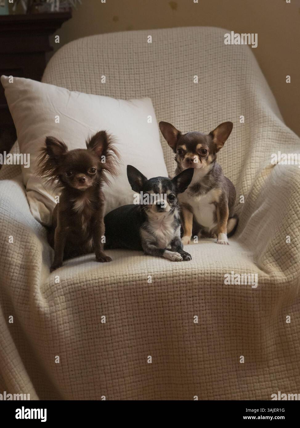 Three Chihuahuas on an Armchair with a White Blanket Stock Photo - Alamy