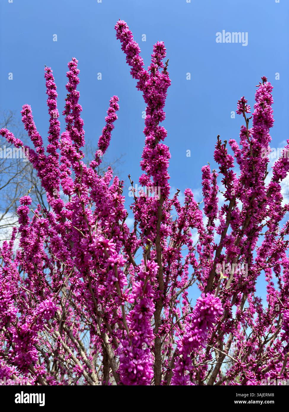 Bright pink spring blossoms on branches against a clear blue sky Stock ...