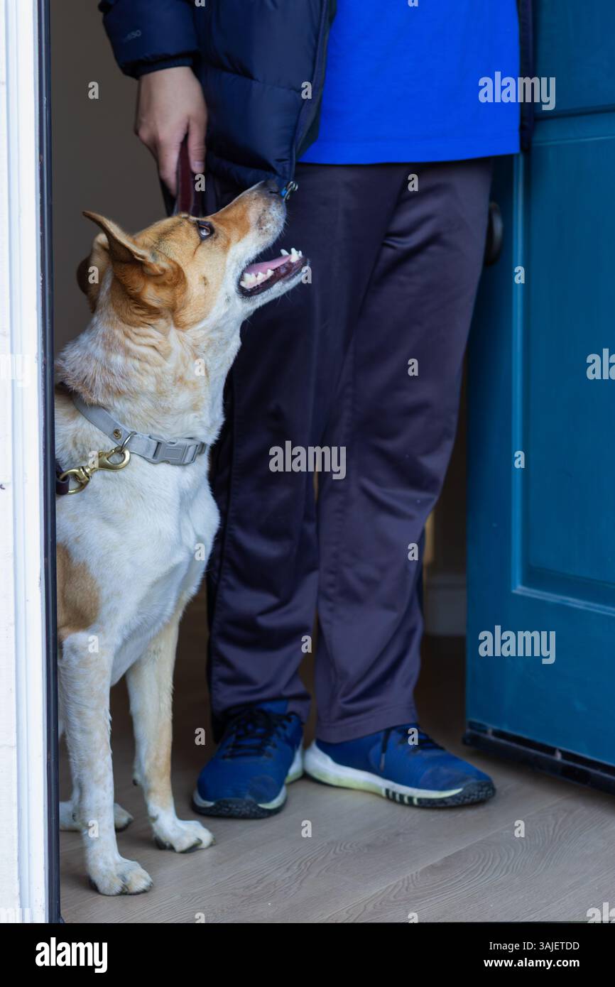 Owner handler hi-res stock photography and images - Alamy