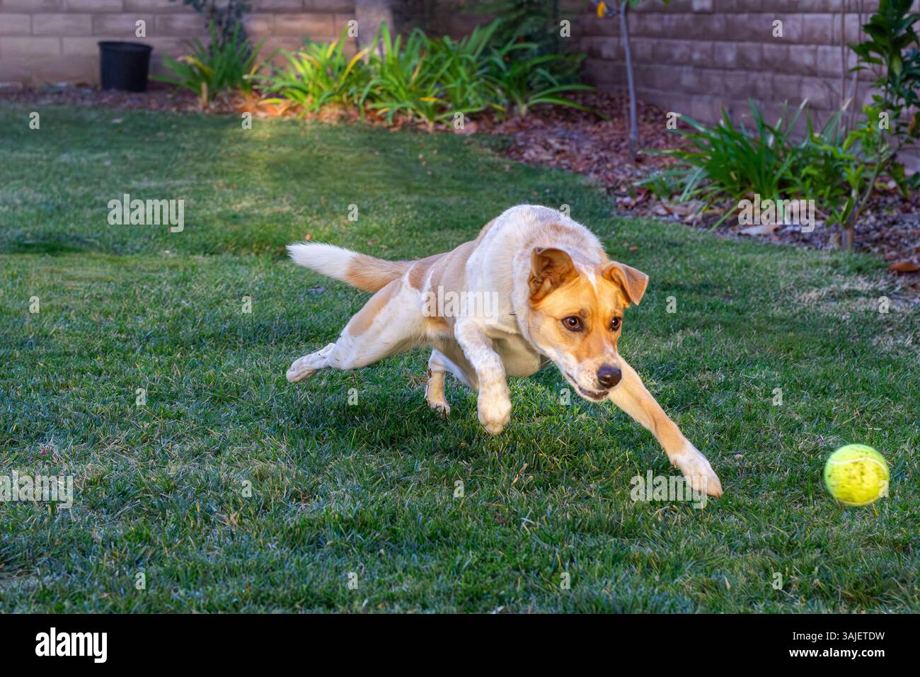 Dog lunges mid-run chasing a tennis ball in a backyard Stock Photo - Alamy