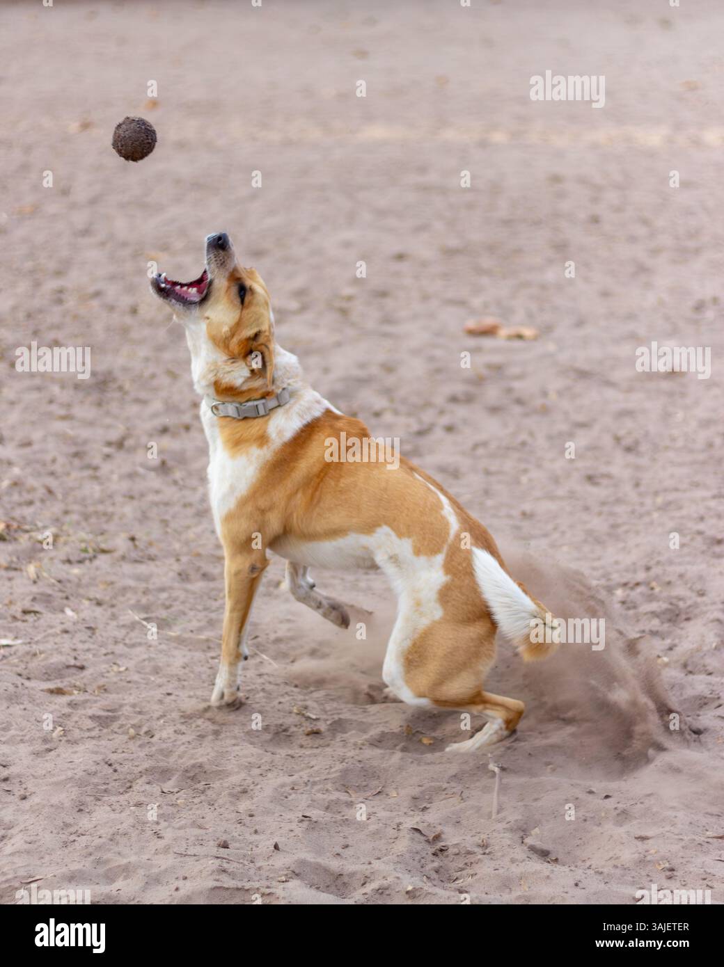 Dog leap blur movement hi-res stock photography and images - Alamy