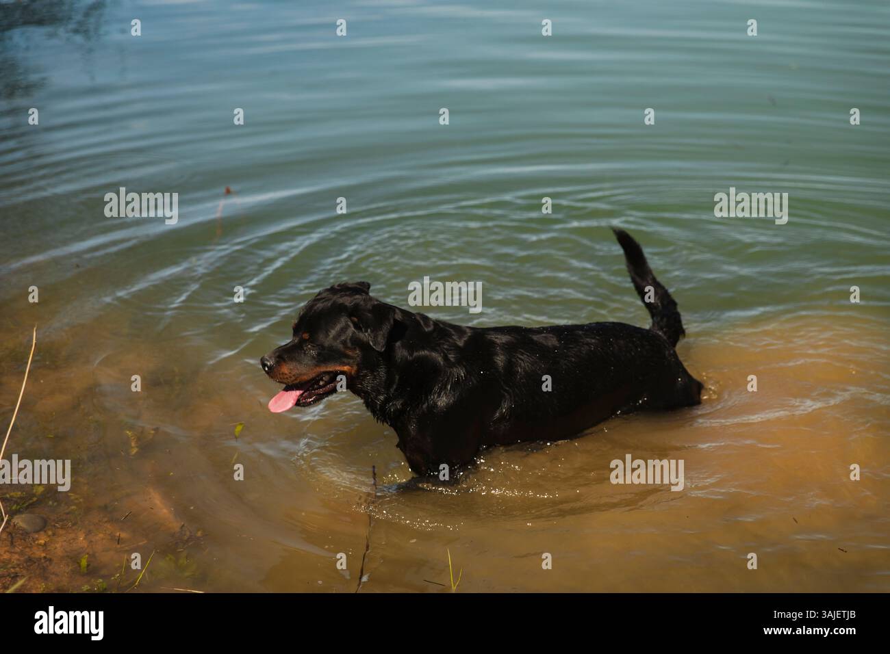 Happy Rottweiler Dog Playing in Shallow Lake Stock Photo - Alamy
