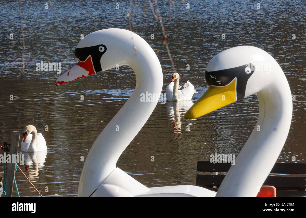 Bad Schussenried, Germany. 11th Apr, 2025. Two swans float between ...
