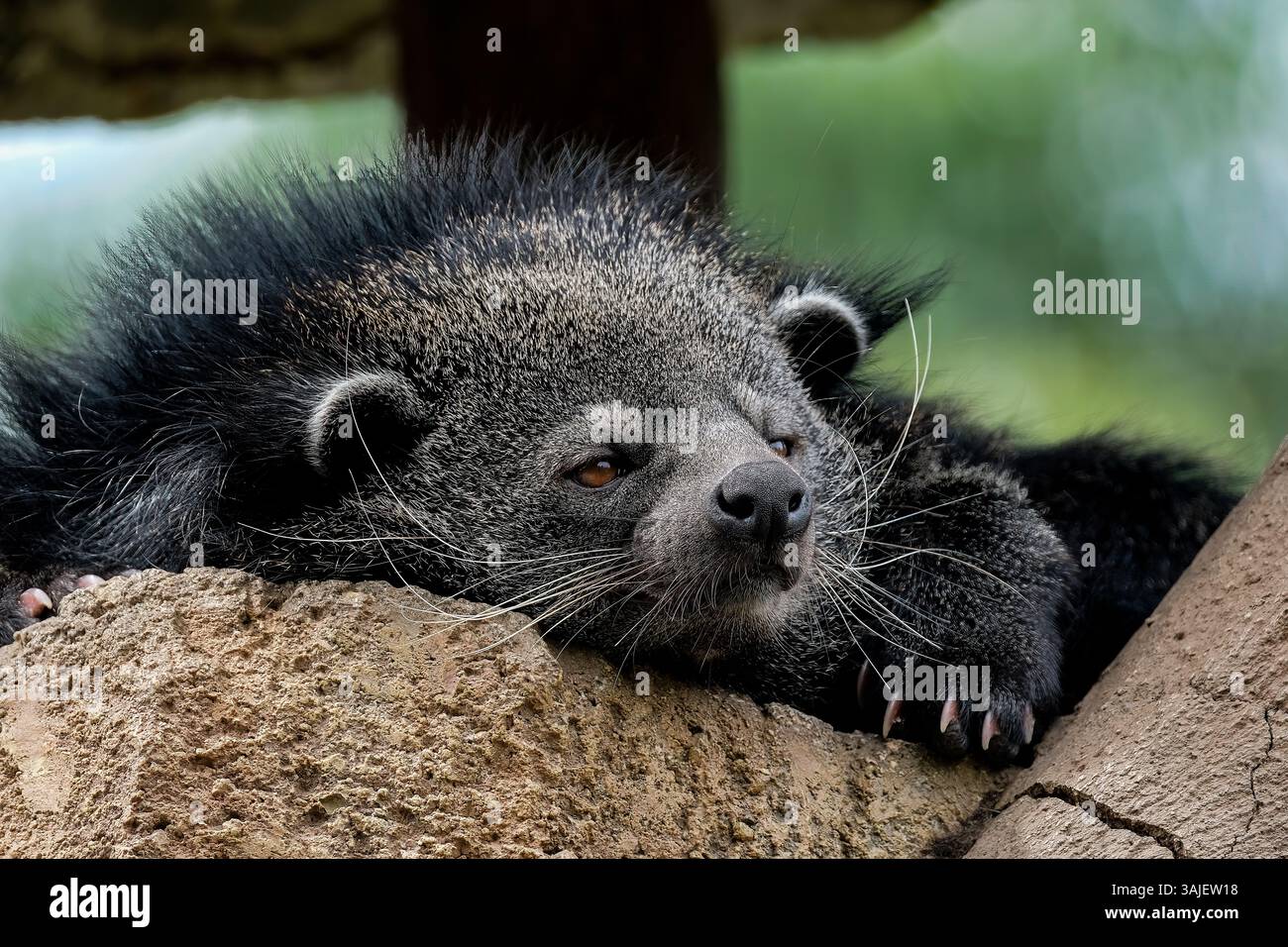 Adorable binturong face (Arctictis binturong Stock Photo - Alamy