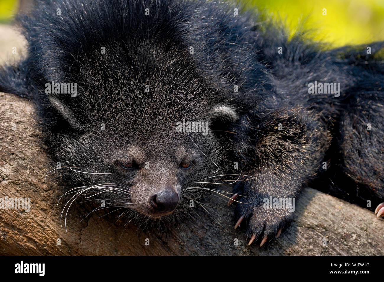 Adorable binturong face (Arctictis binturong Stock Photo - Alamy
