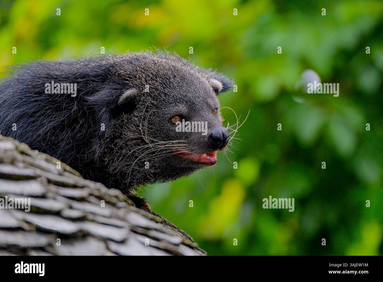 Adorable binturong face (Arctictis binturong Stock Photo - Alamy