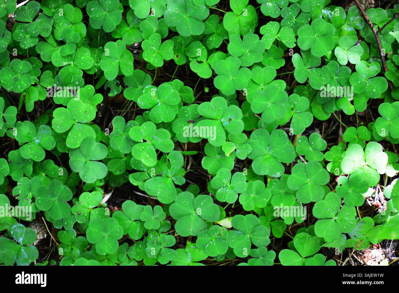 Green fresh clover plant growing in forest background pattern wallpaper ...