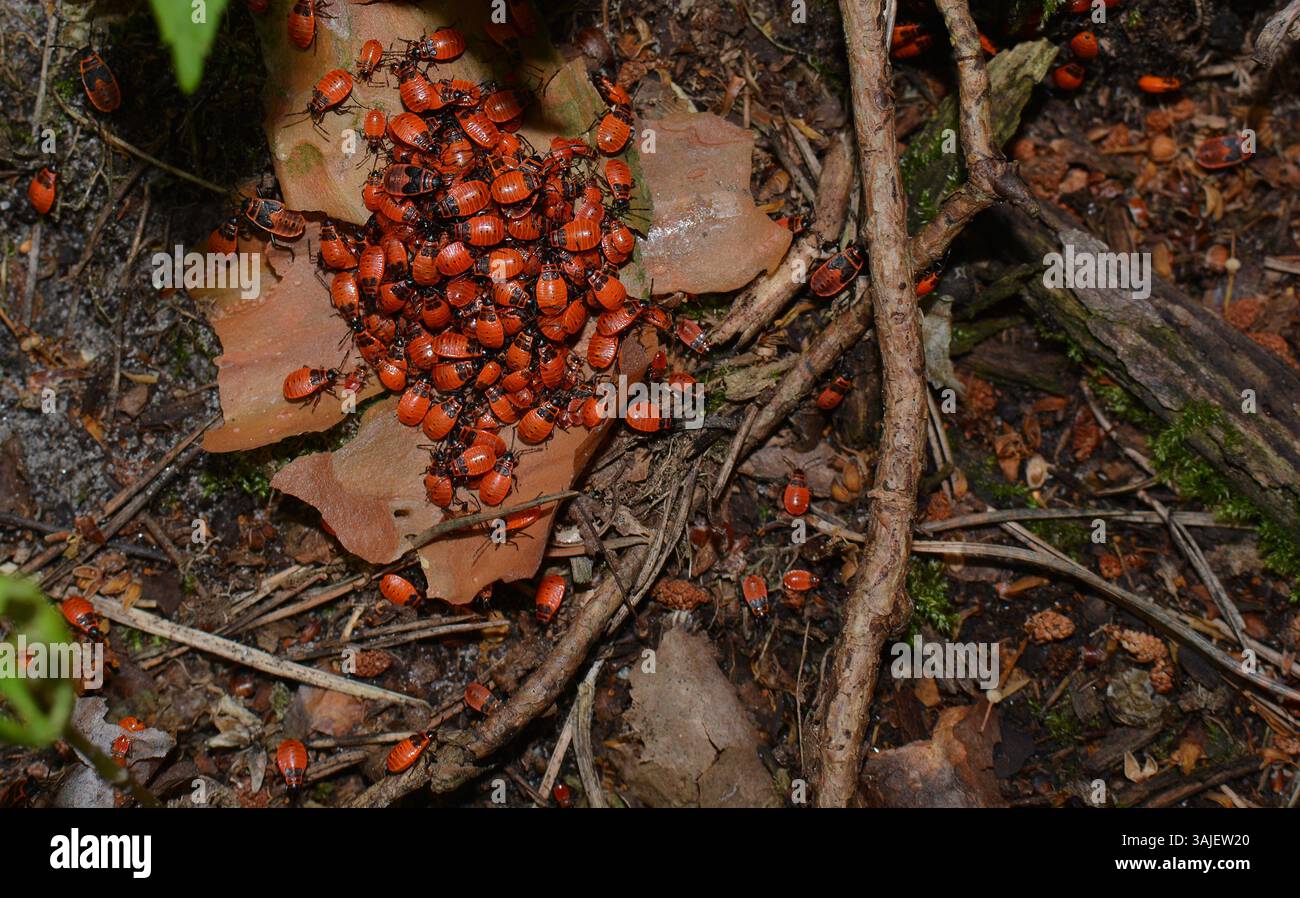 Wild firebugs in its original habitat. A lot of red bugs on a ground ...