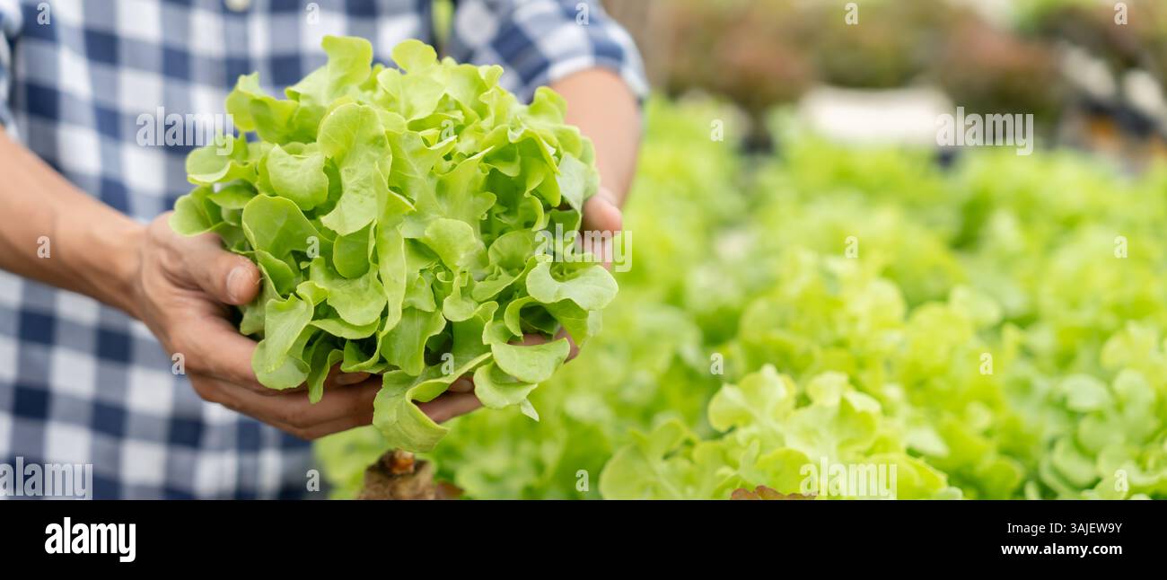 Organic farming, salad farm. Farmers harvest salad vegetables into ...