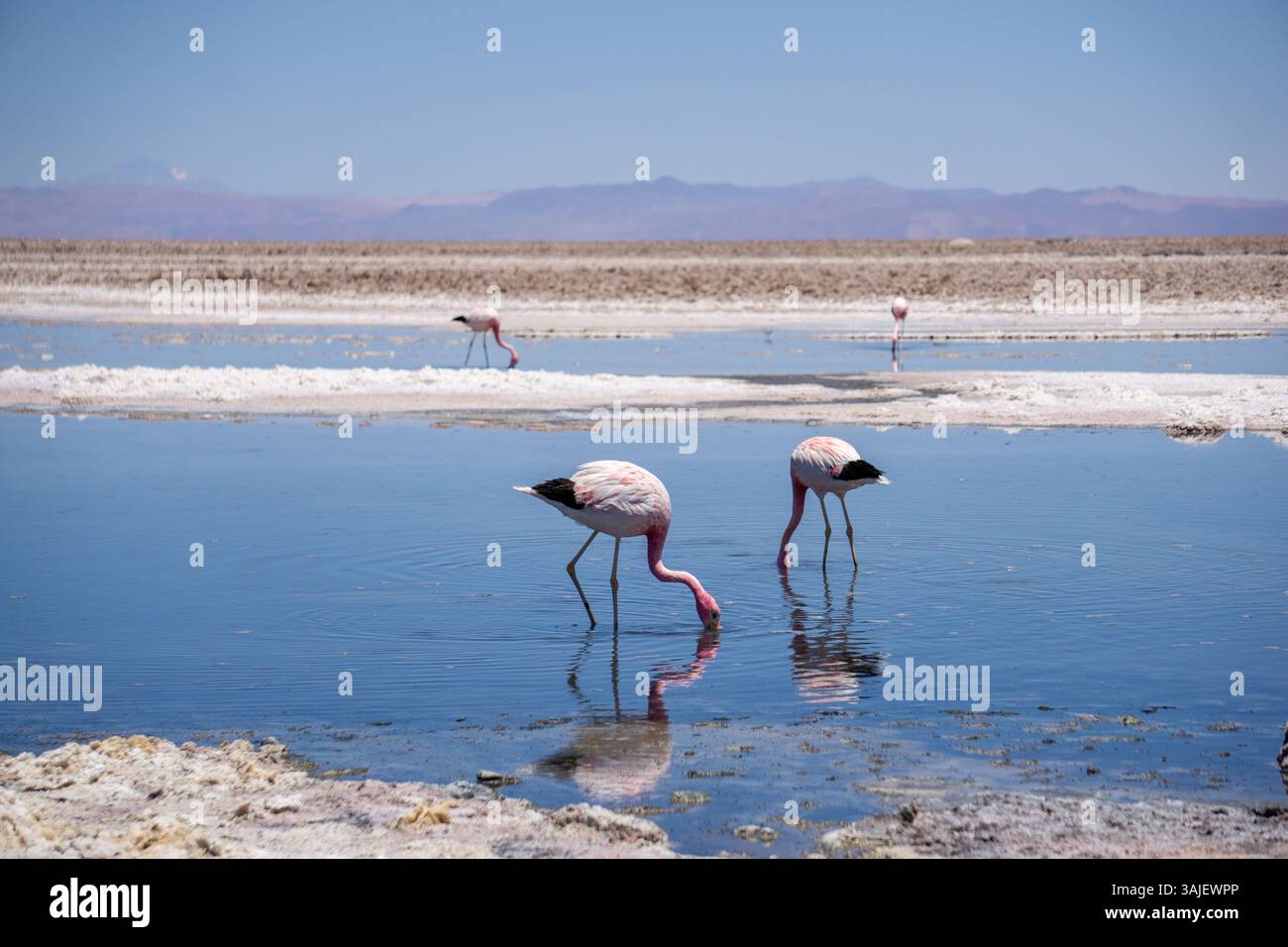 Flamingos in the Serene Laguna Chaxa of Atacama Desert with Pink Birds ...