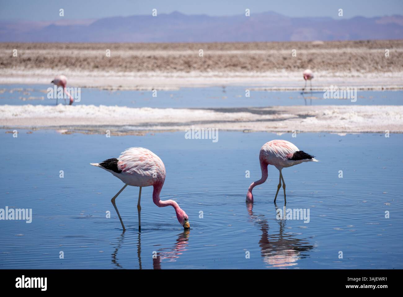 Flamingos in the Wild Scenic View of Laguna Chaxa and its Pink Birds in ...