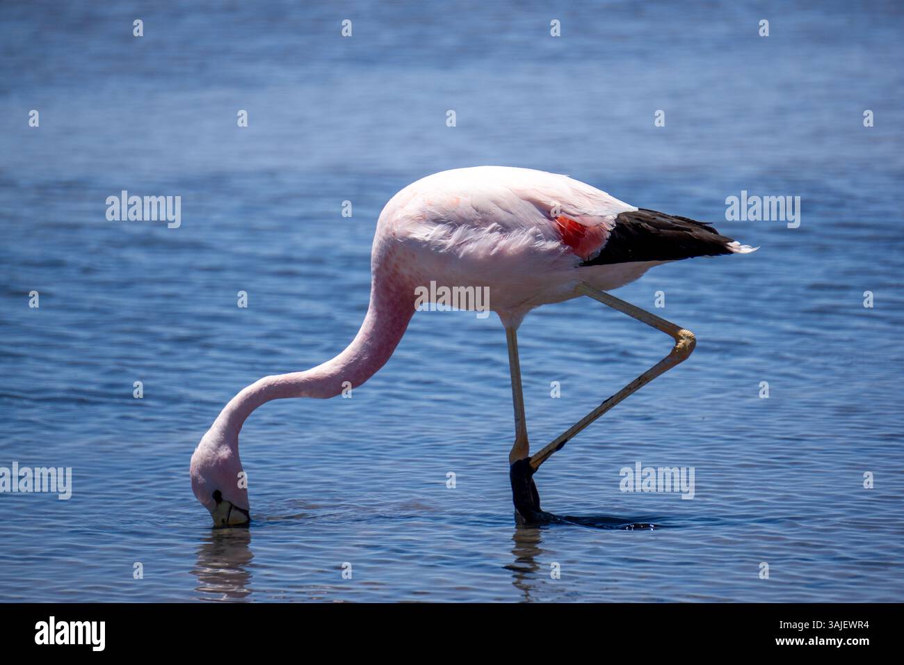 Flamingos and Desert Landscape at Laguna Chaxa, a Stunning Natural ...