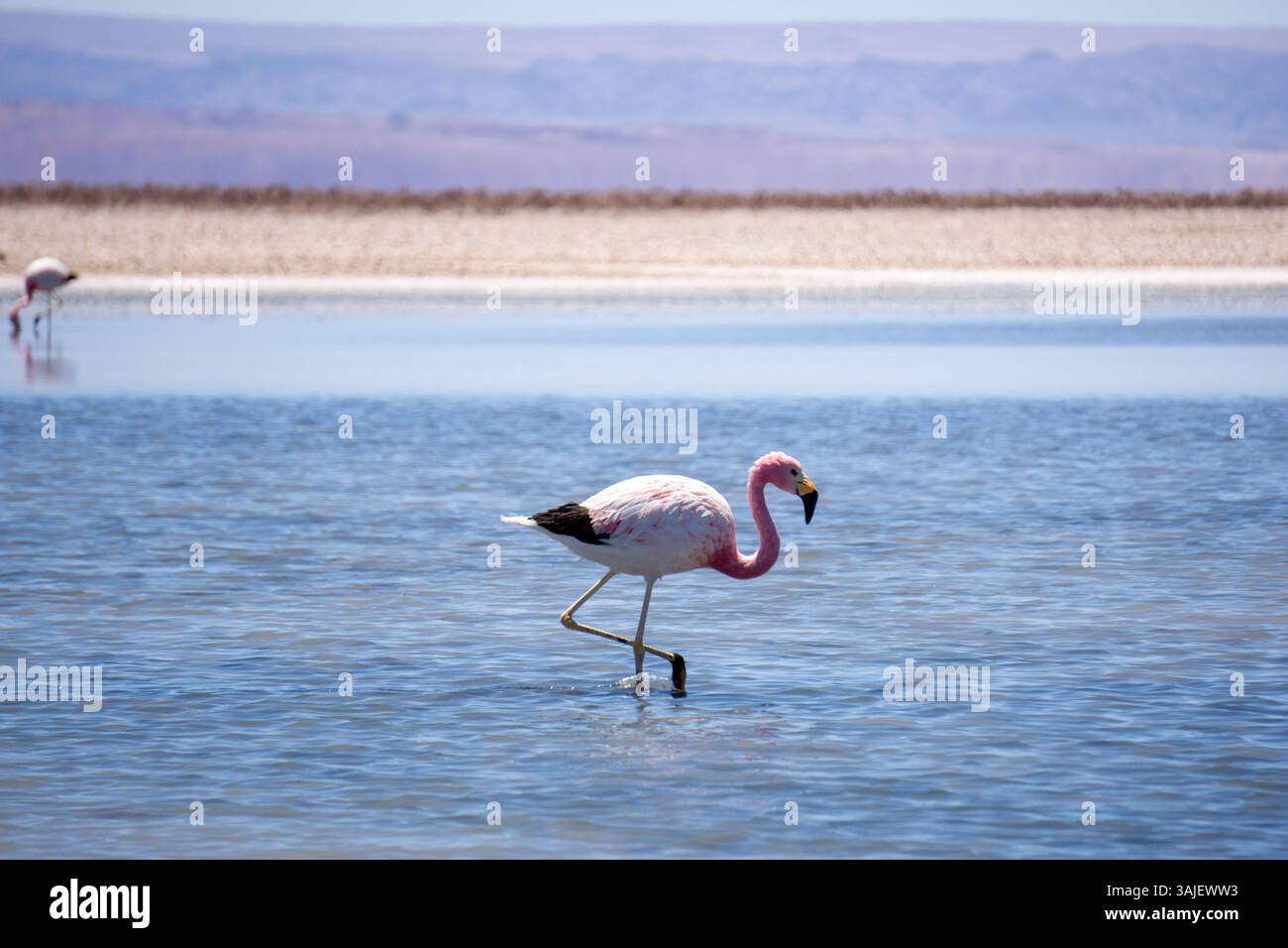 Pink Flamingos in the Laguna Chaxa Wetlands, Atacama Desert, Chile ...