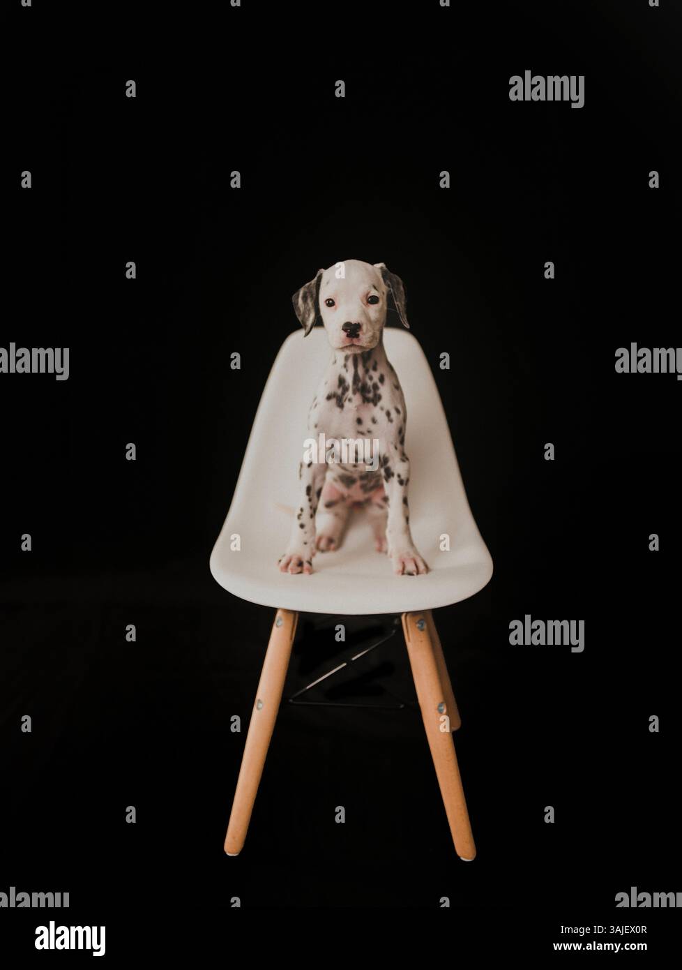 Dalmation white hi-res stock photography and images - Alamy