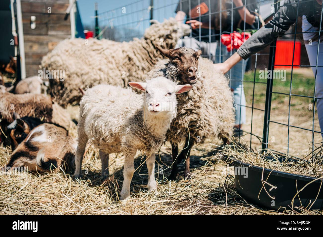 Sheep and goats in a pen with people feeding them hay Stock Photo - Alamy