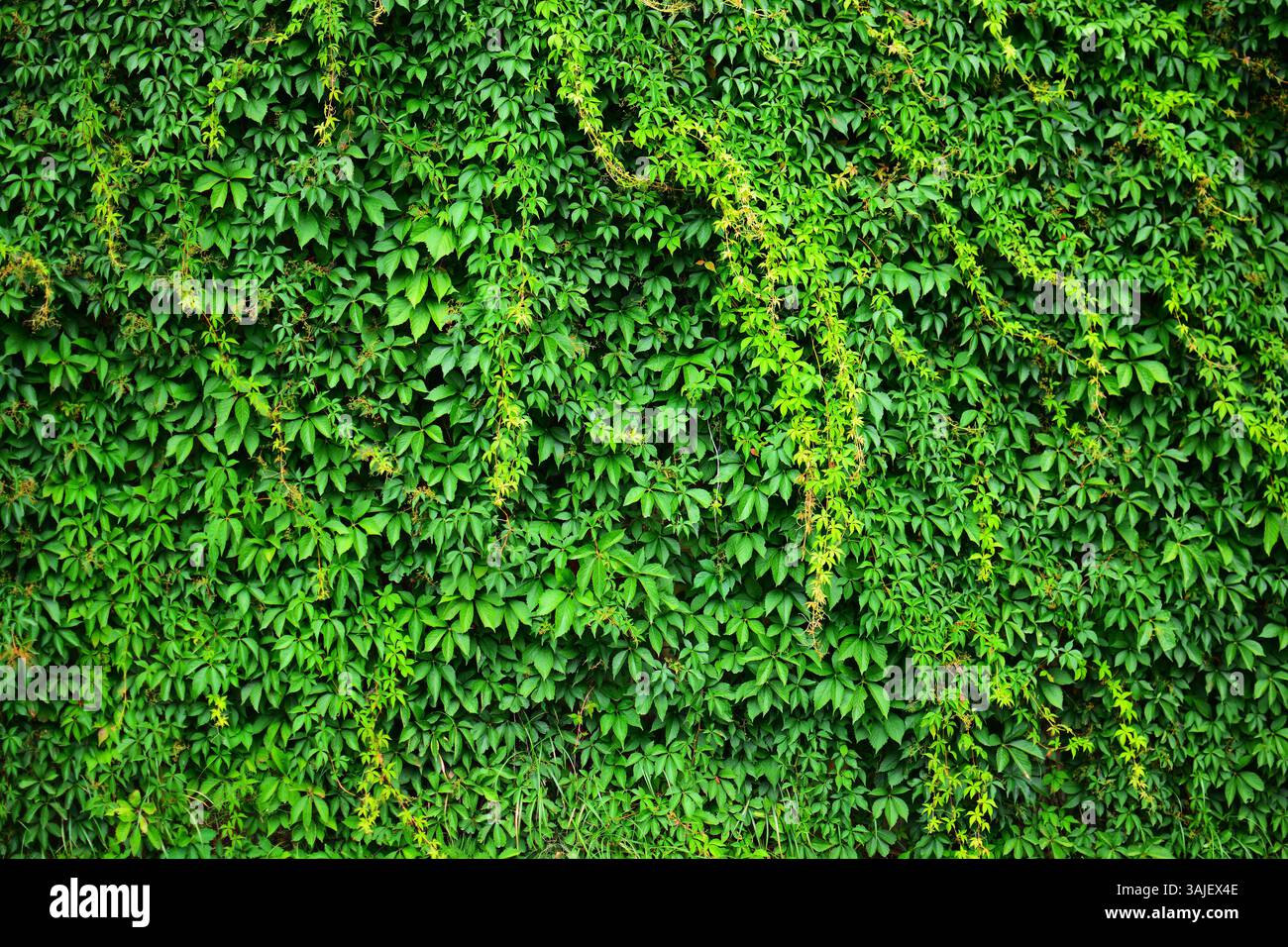 Virginia creeper on a wall background. Plant growing on a wall abstract ...