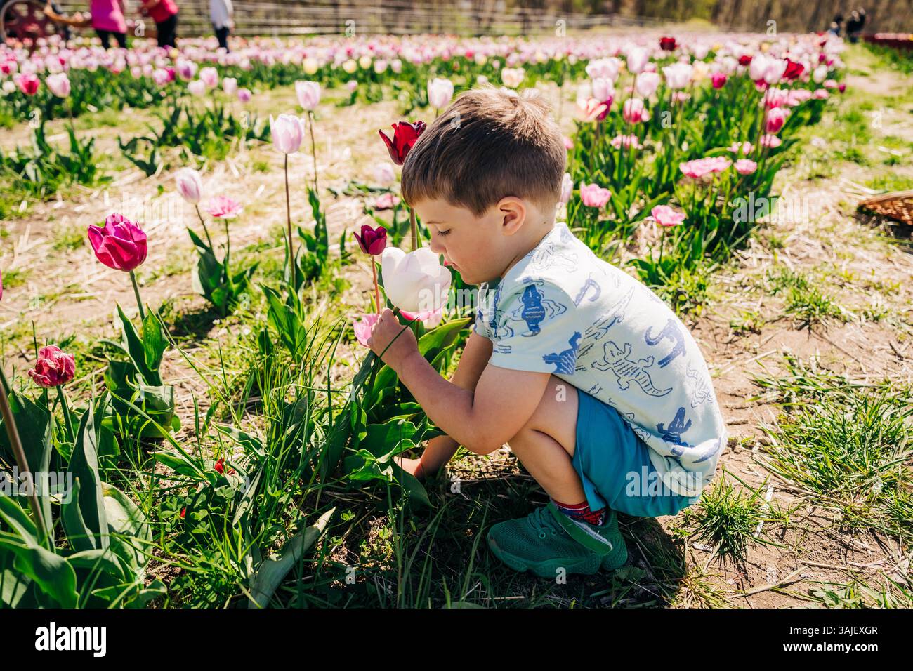 Boy squats to smell a white tulip in a colorful flower field Stock ...