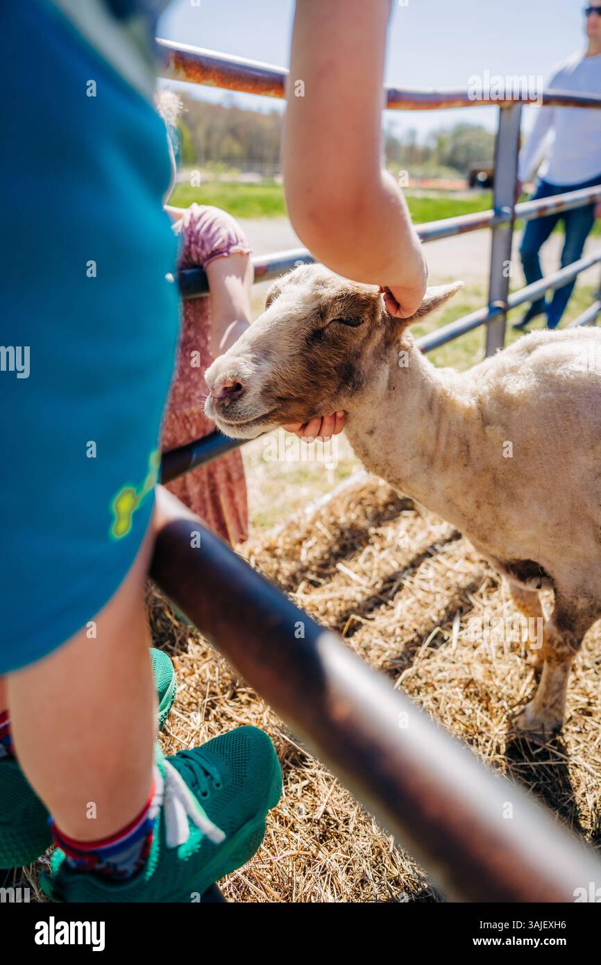 Children pet a sheep through a metal fence on a sunny farm day Stock ...