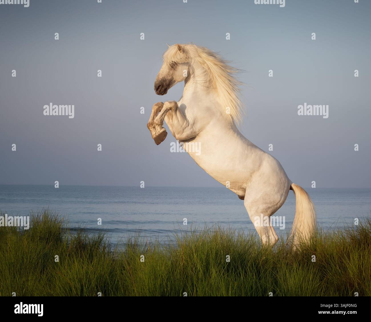 White horse rearing beach hi-res stock photography and images - Alamy