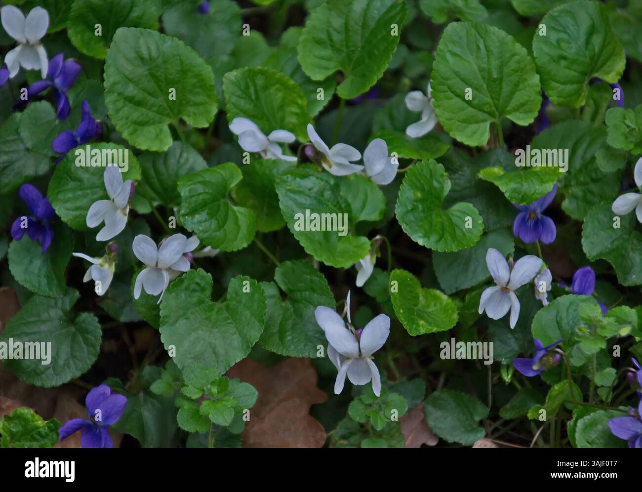 Viola otorata hi-res stock photography and images - Alamy