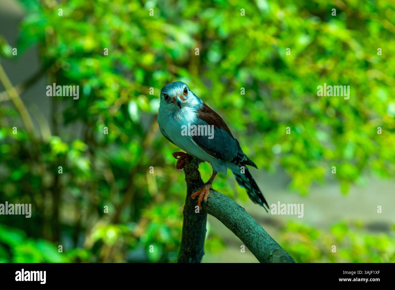 African Pygmy Falcon perched on branch, (Polihierax semitorquatus ...