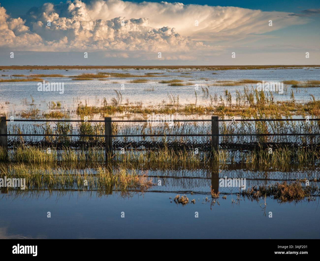 The protective fence surrounds Lucio del Lobo, safeguarding one of ...