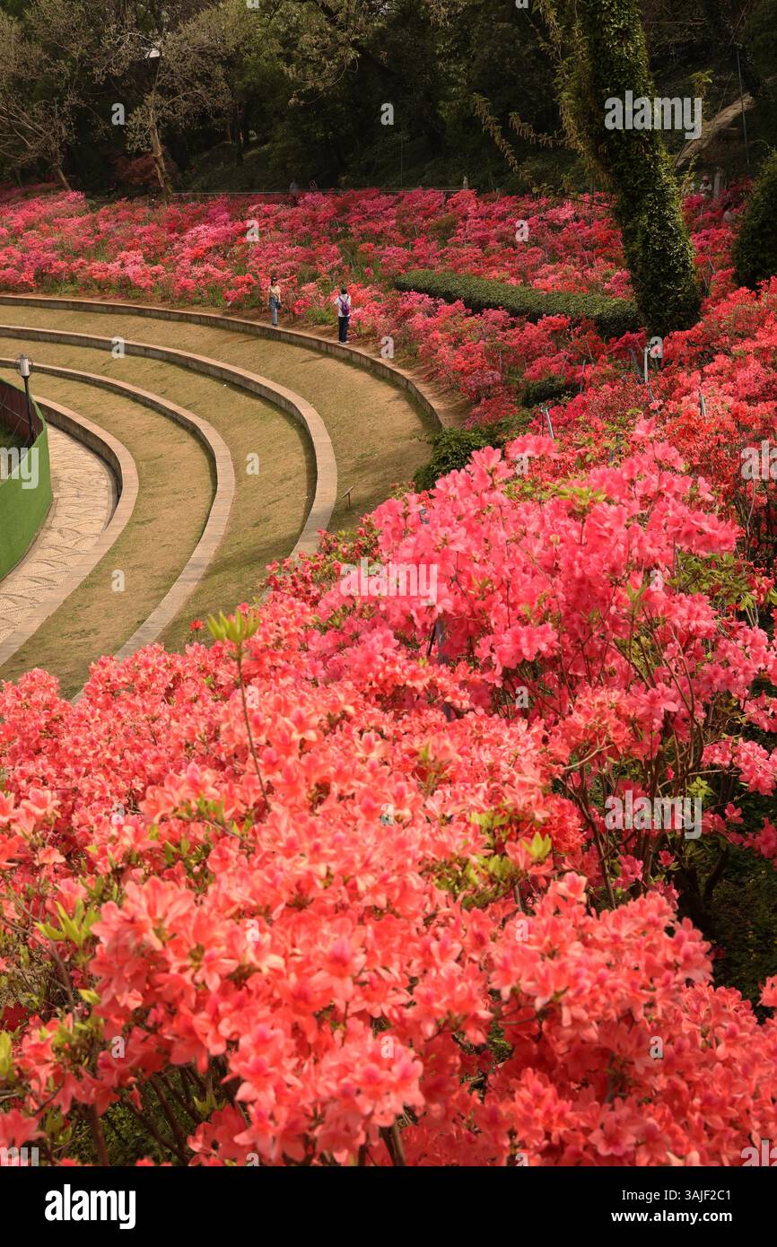 Azalea flowers are in full bloom in Nanjing City, east China's Jiangsu ...