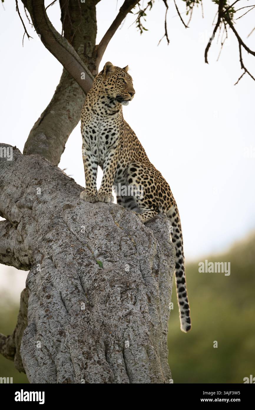 Female leopard sits in tree turning head Stock Photo - Alamy