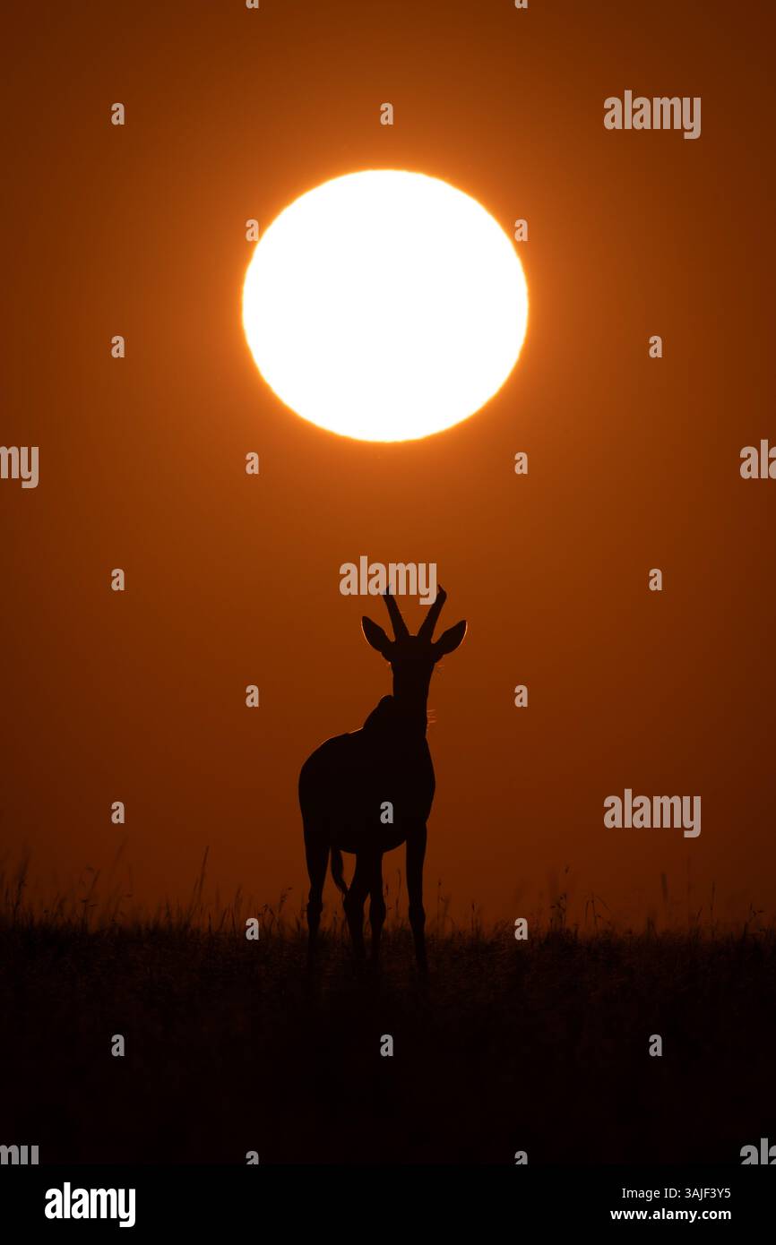 Topi standing under rising sun in silhouette Stock Photo - Alamy